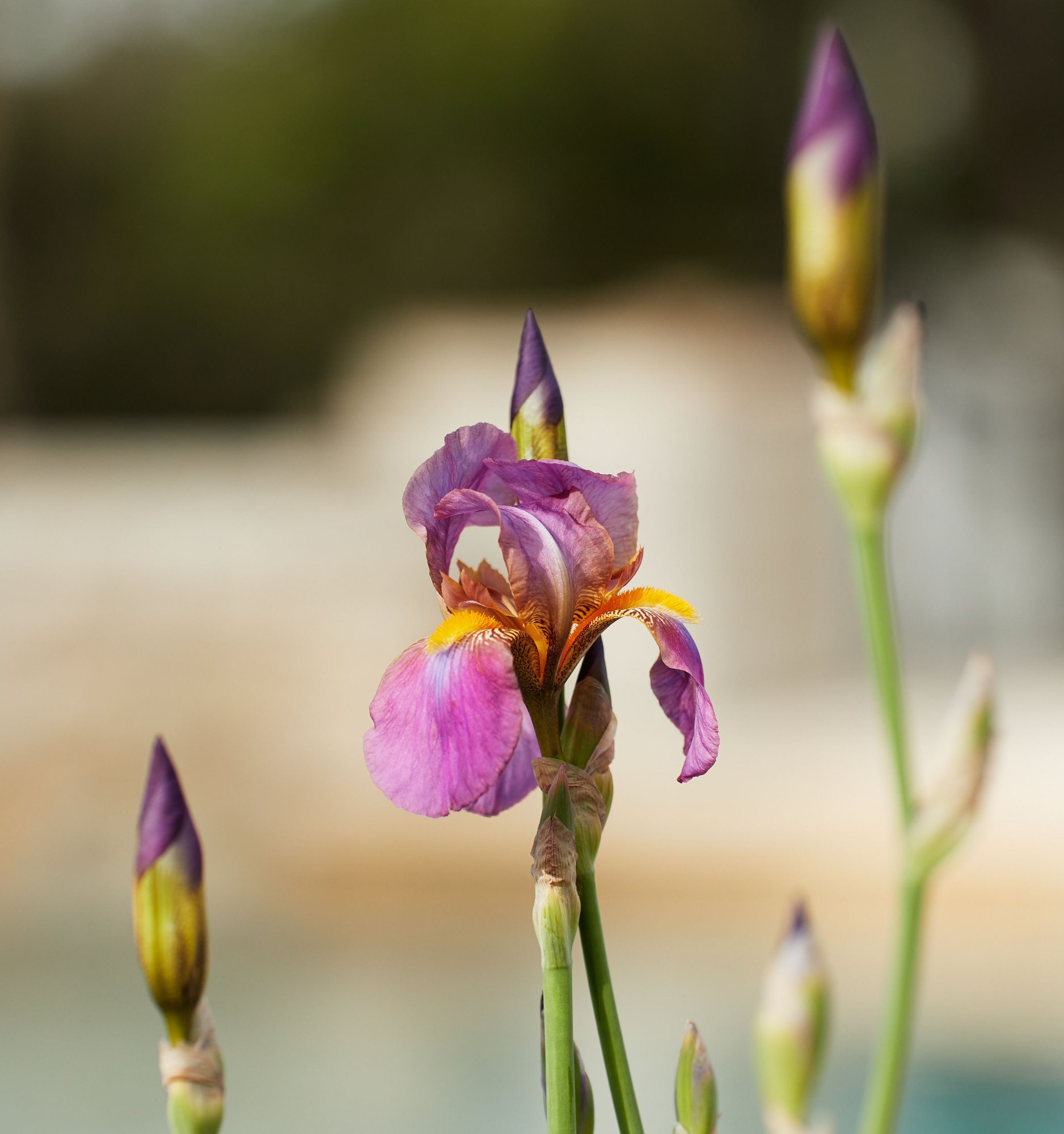 So I jumped in and bought my first prime, 135mm Sigma f.18 ...