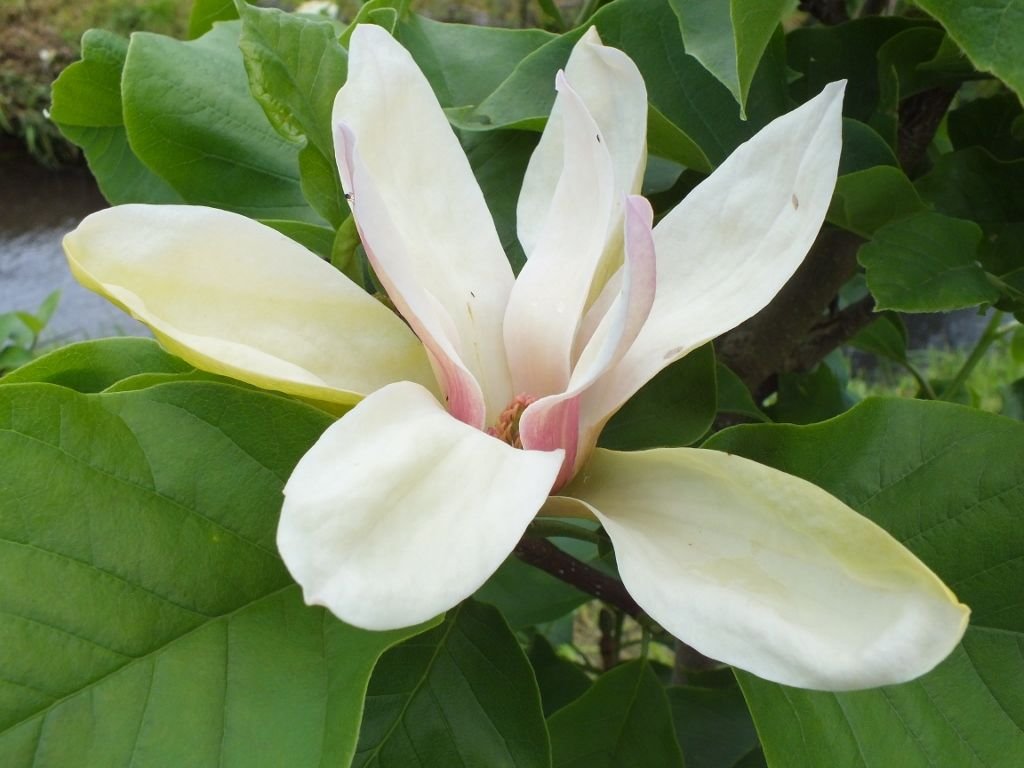 Magnolia 'Sunsation' photo by RosinaBloom on Garden Showcase