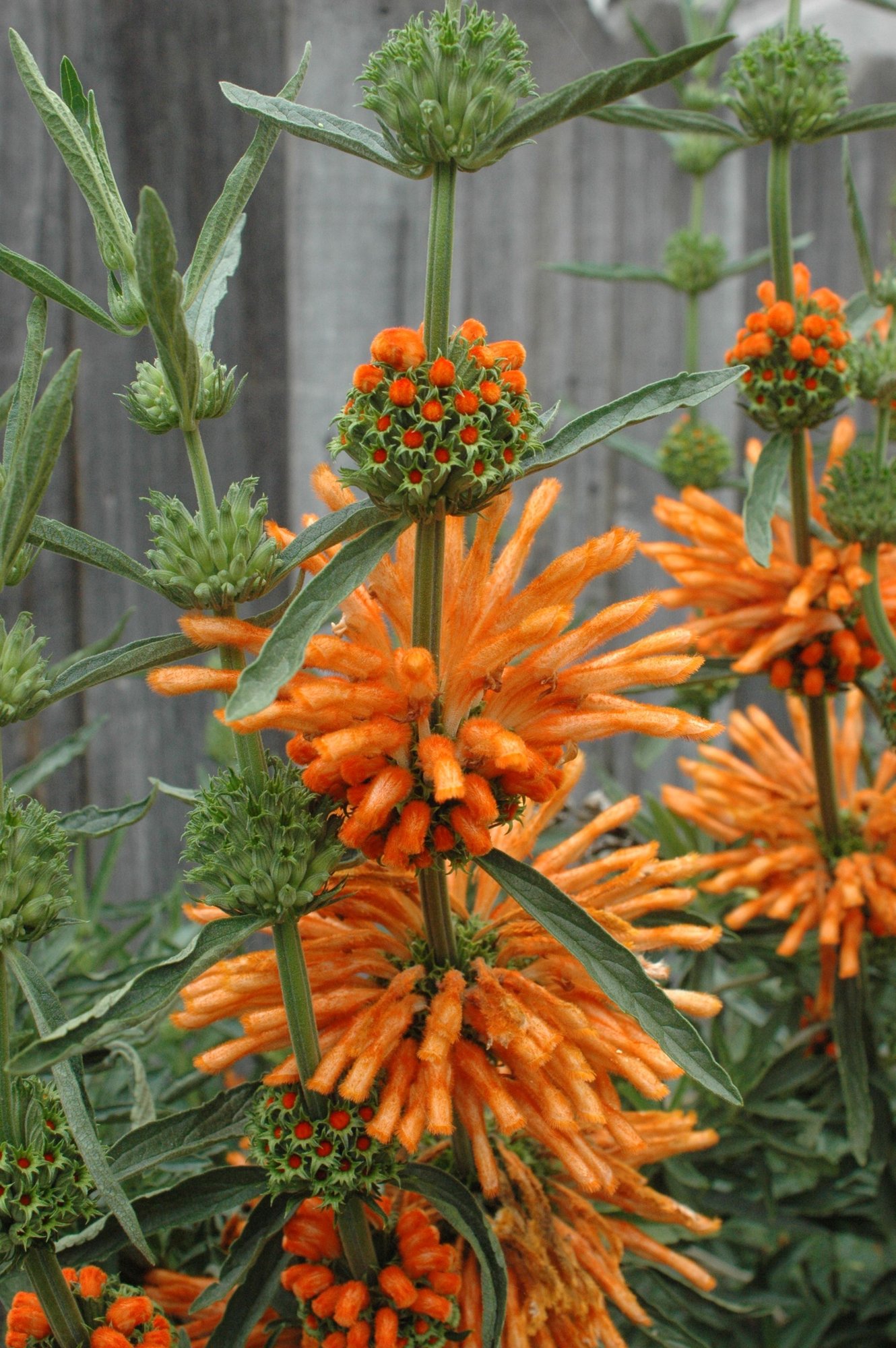 Leonotis leonurus photo by rporch on Garden Showcase
