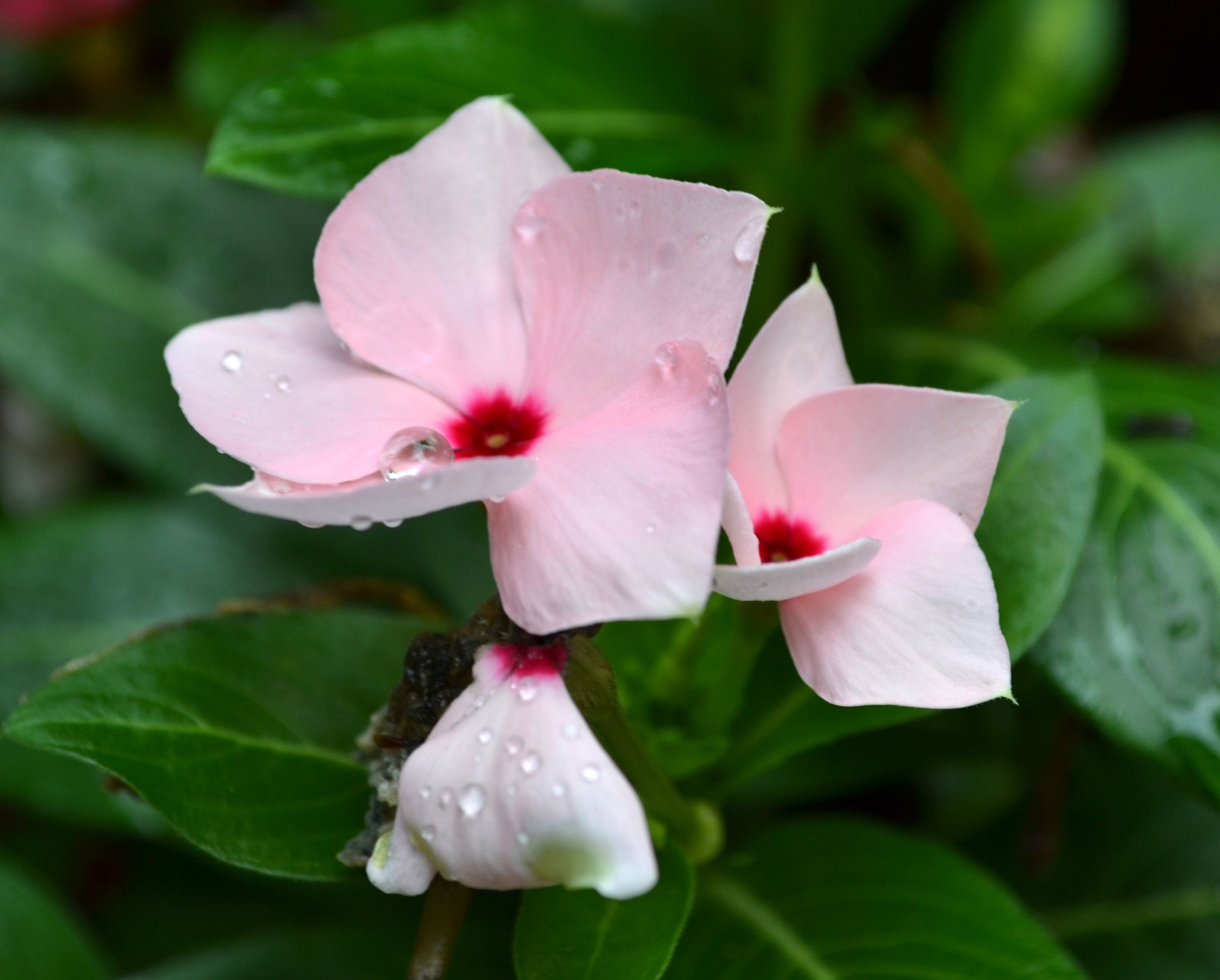 Pink periwinkle photo by sunkissed on Garden Showcase