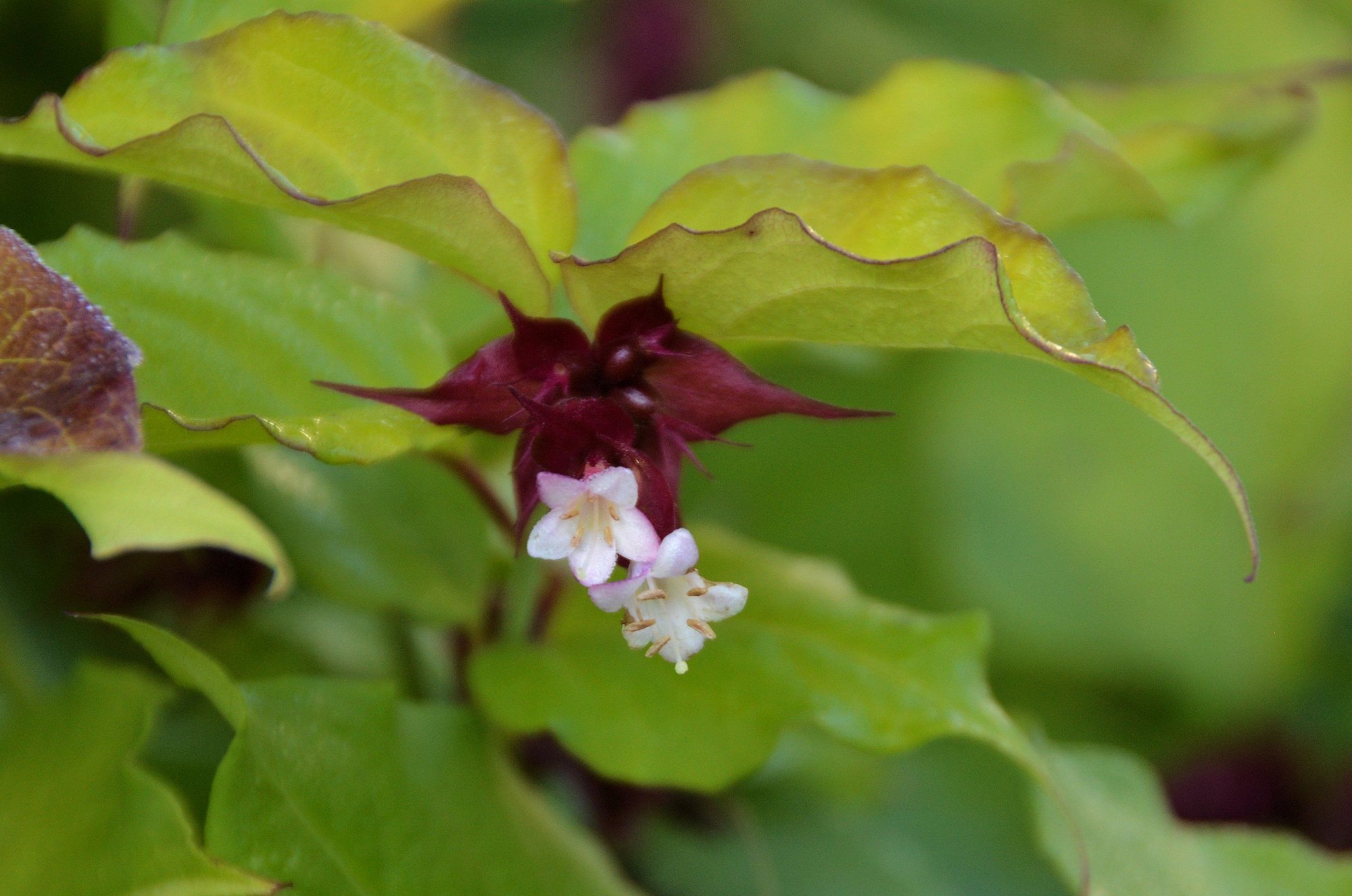 Leycesteria Formosa Golden Lan... photo by mgarr on Garden Showcase