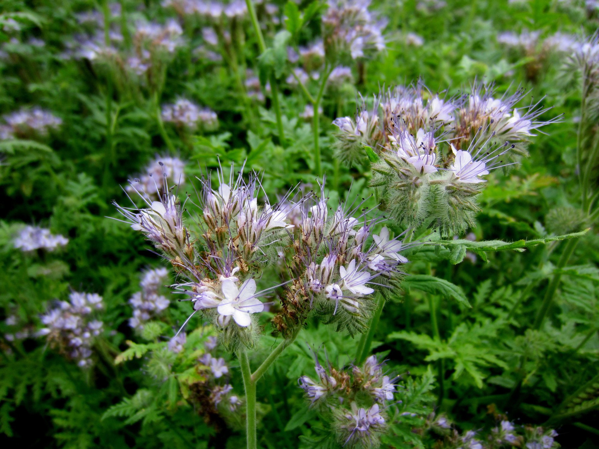 phacelia for the bees ( as is photo by narmaj on Garden Showcase