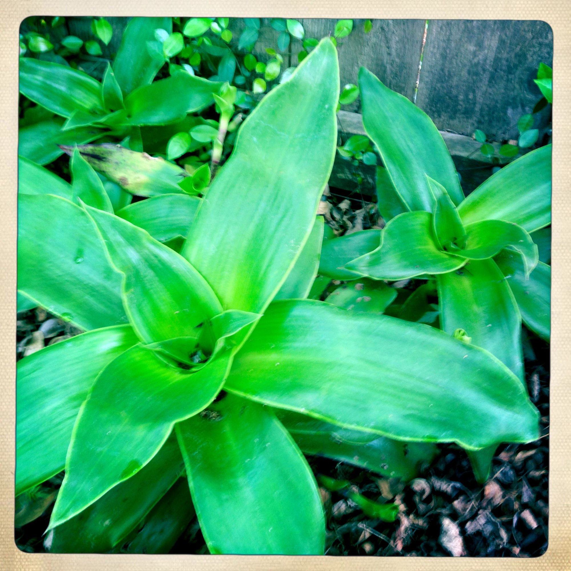Chain Plant photo by shezcrafty on Garden Showcase