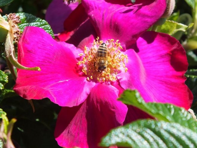 Rugspin, rugosa rose photo by RosinaBloom on Garden Showcase