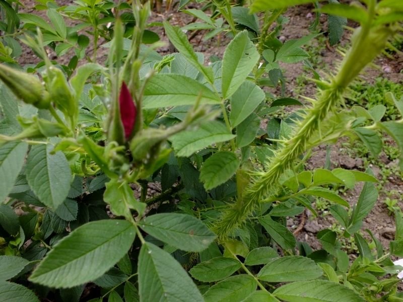 Scabrosa, rugosa rose 1939 photo by RosinaBloom on Garden Showcase