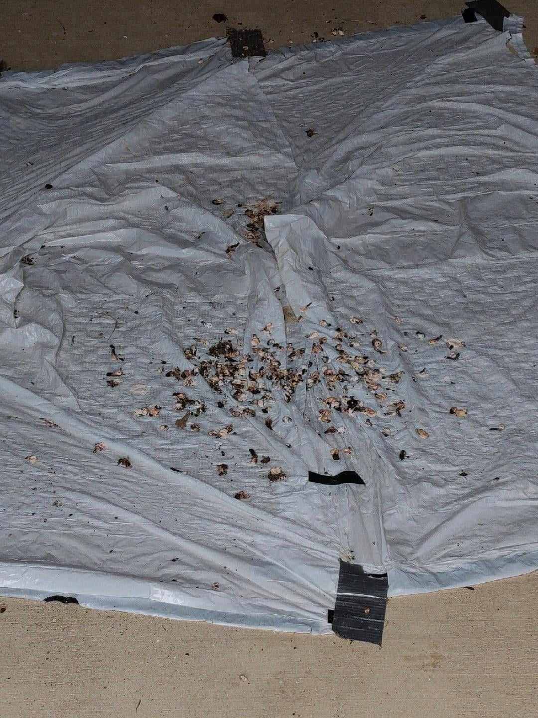 Baby bird poop - DoItYourself.com Community Forums