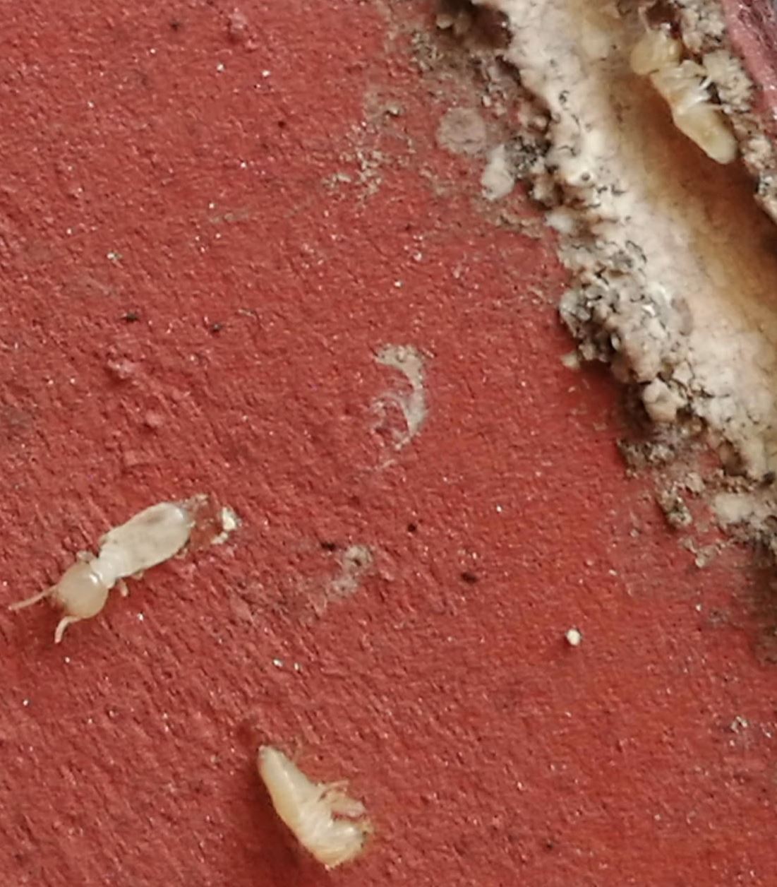 formosan termites vs subterranean termites - DoItYourself.com Community ...