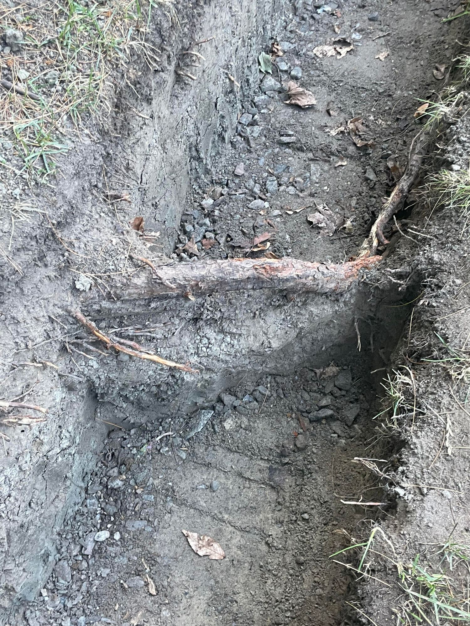 Will Cutting these Roots Kill My Tree? - DoItYourself.com Community Forums