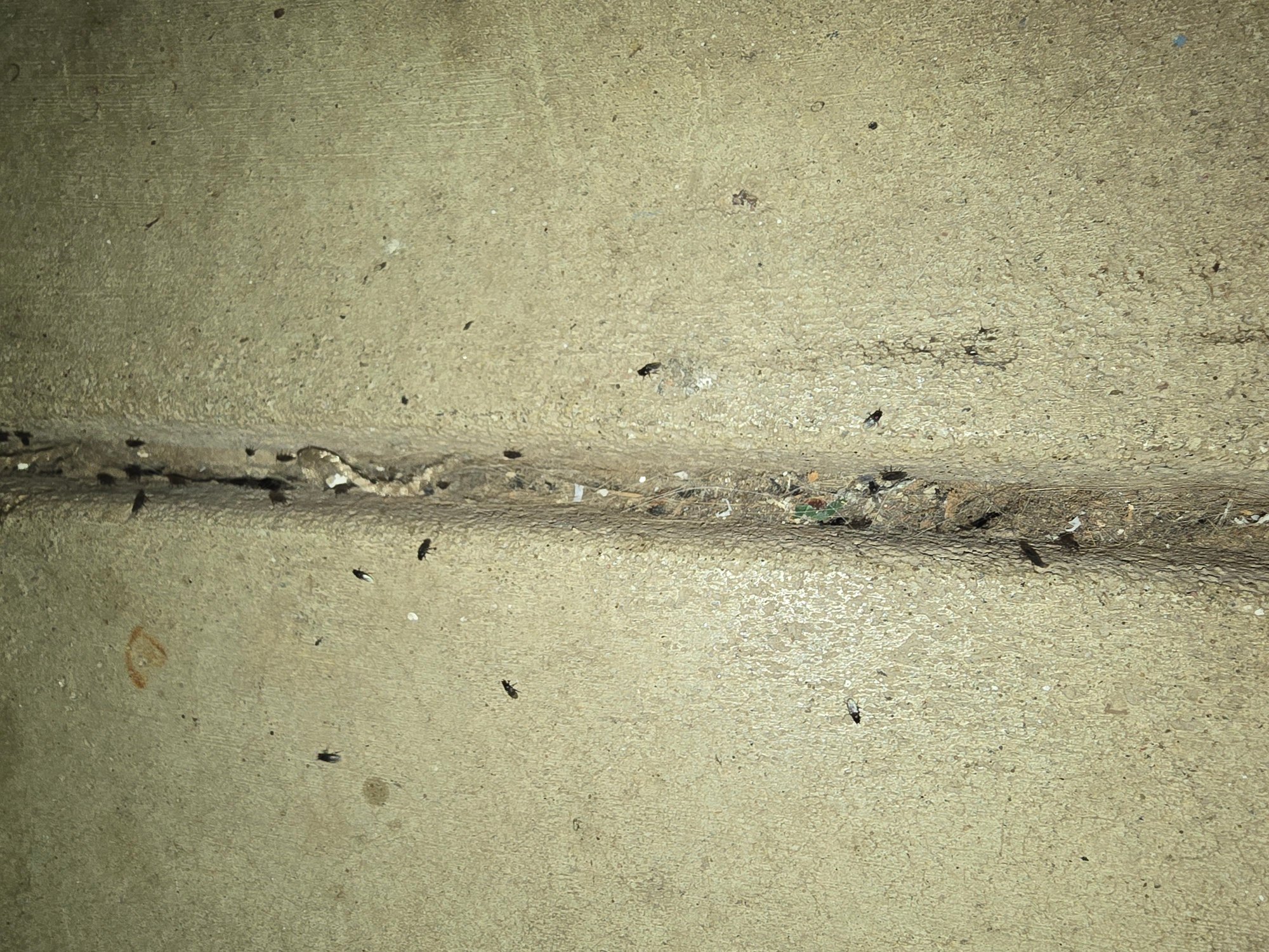 Help! Fly infestation in basement and no idea why - DoItYourself.com ...