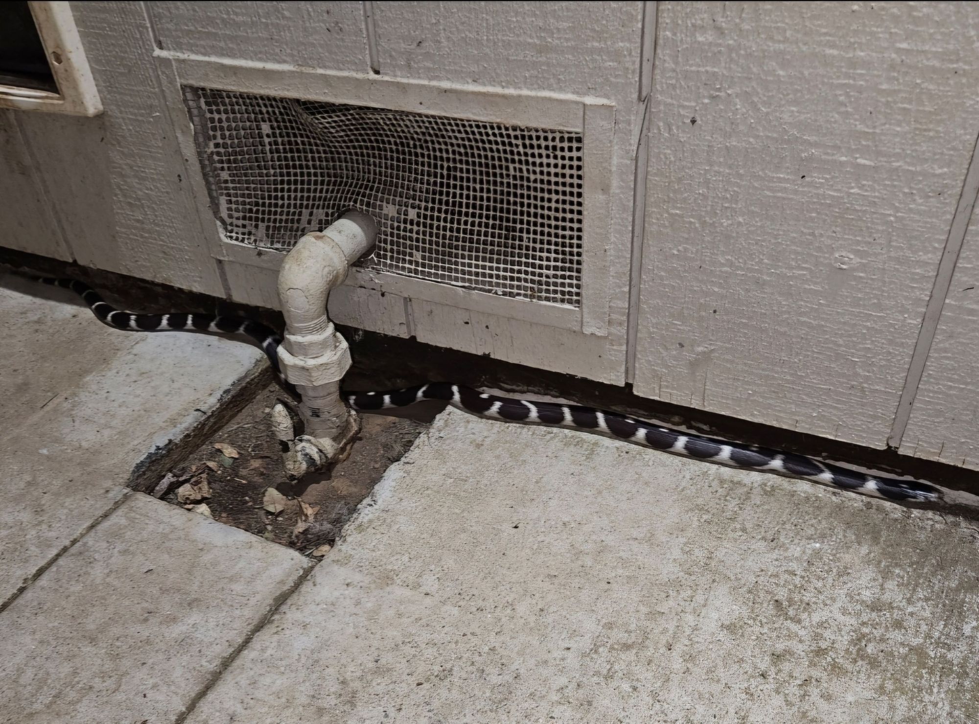 Snake ID Please | Page 12 | Arborist, Chainsaw & Tree Work Forum