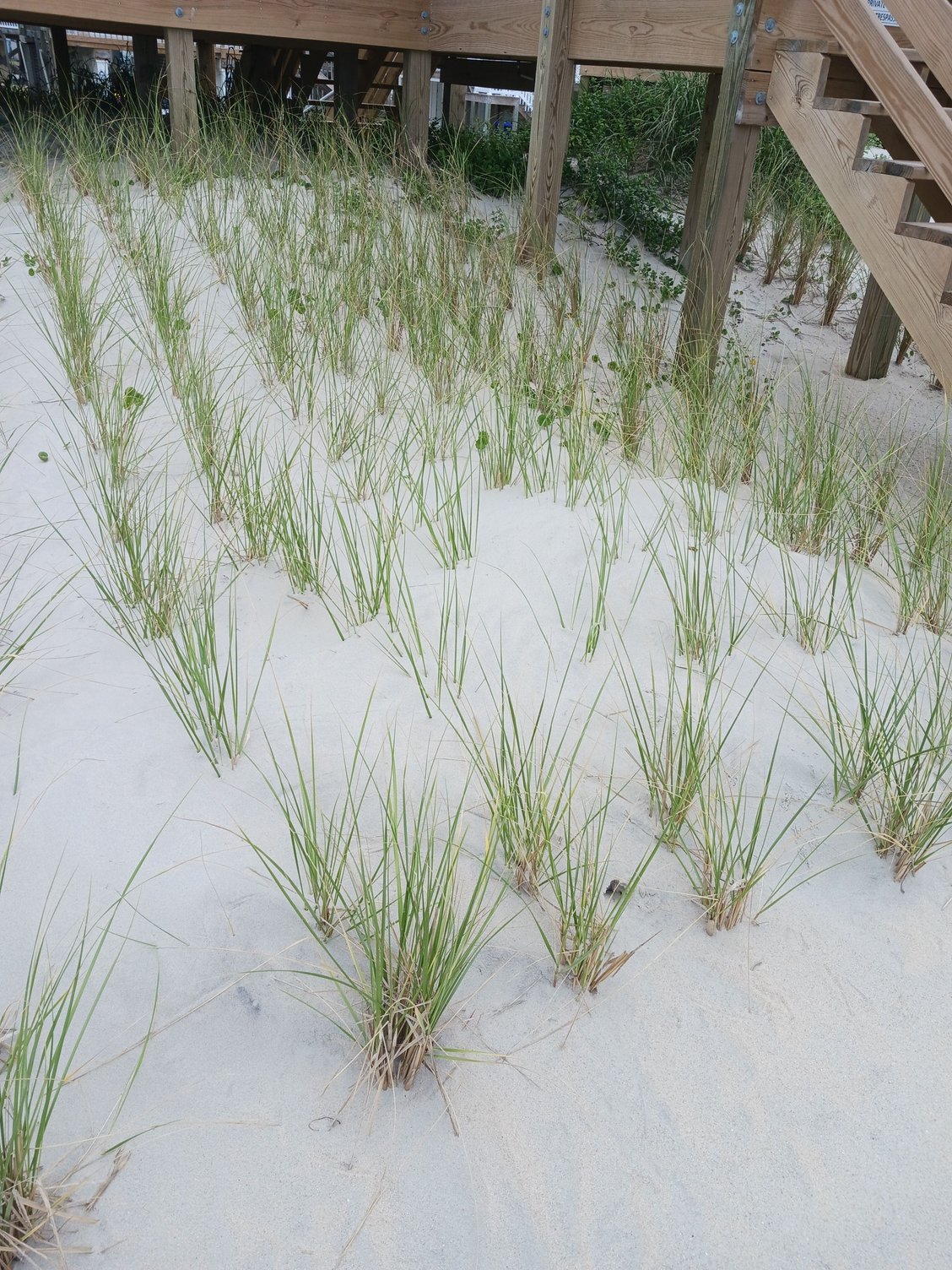 Beach Grass