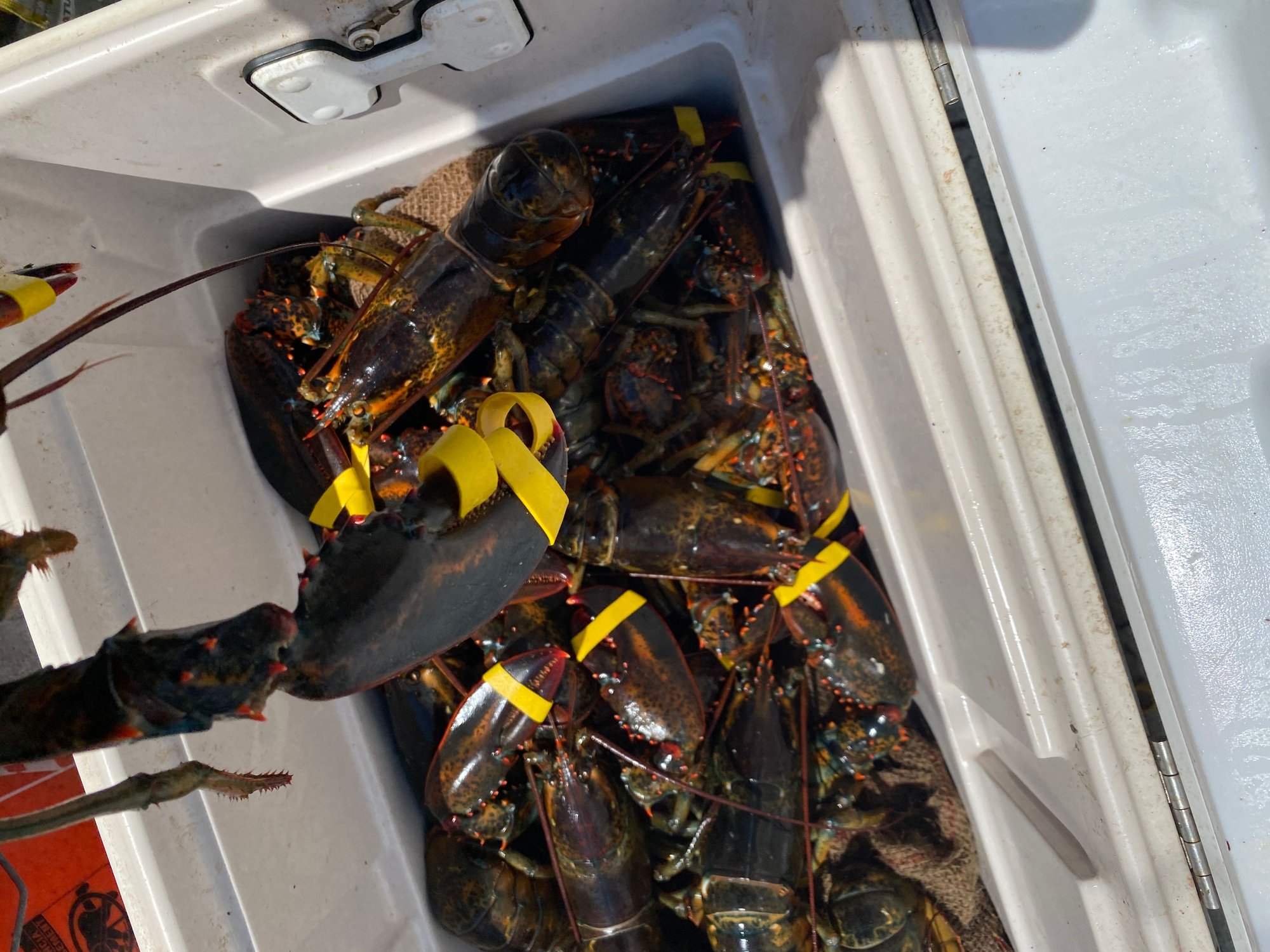 The Hull Truth - Boating and Fishing Forum - 25 Ray Hunt Surfhunter ...